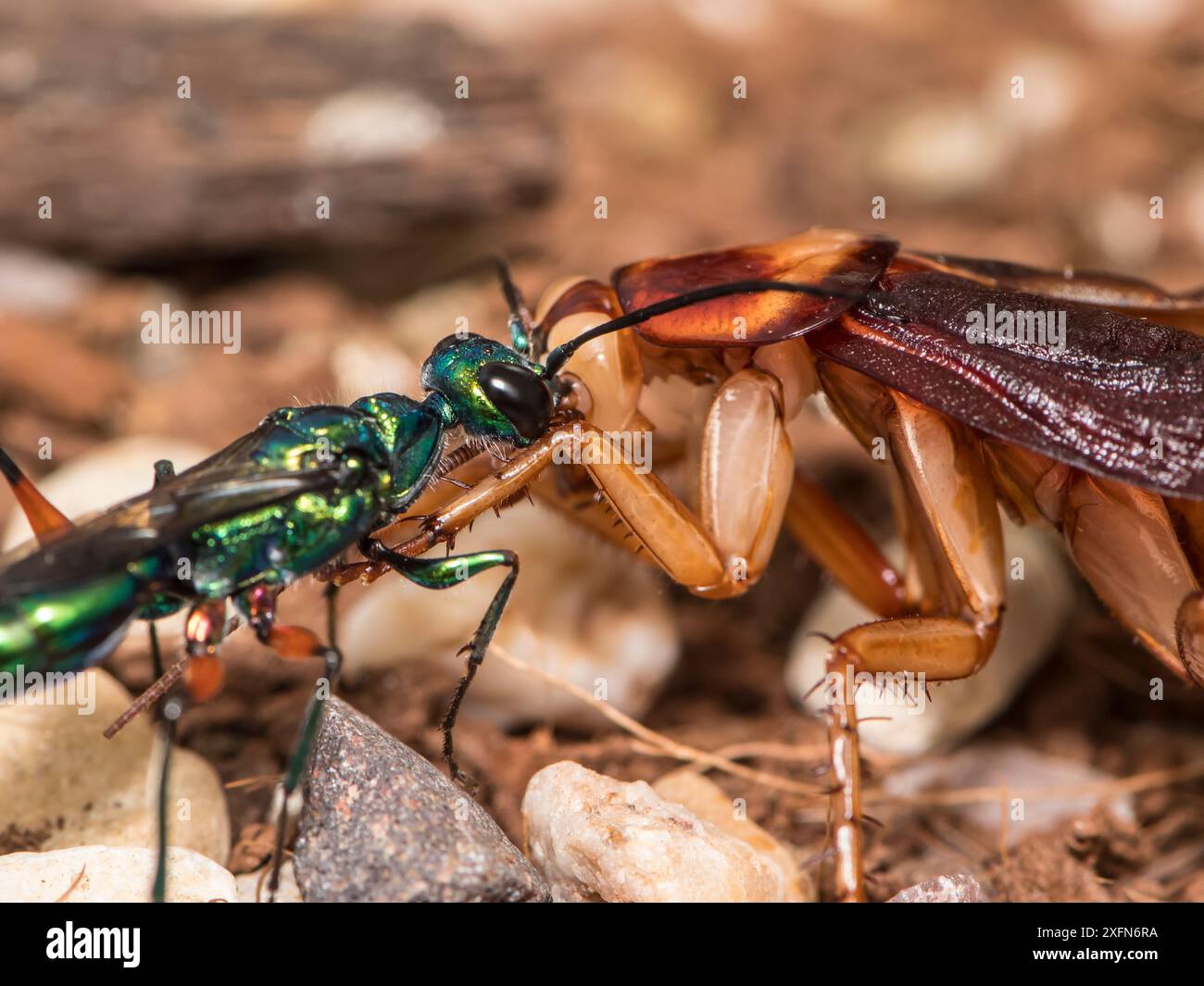 Jewel wasp (Ampulex compressa) leading American cockroach (Periplaneta ...