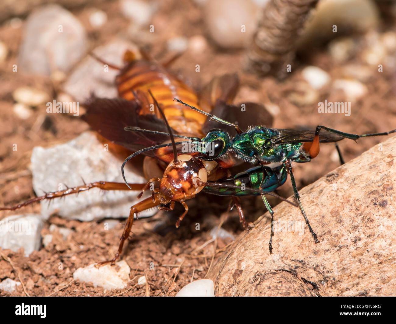 Jewel wasp (Ampulex compressa) leading American cockroach (Periplaneta ...