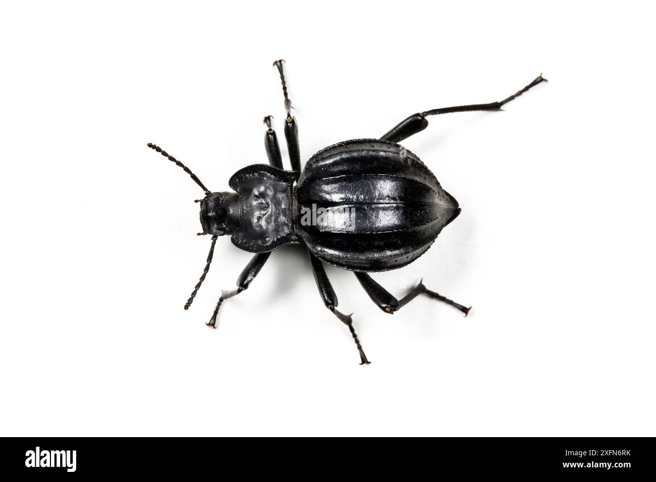 Portugal insects Cut Out Stock Images & Pictures - Alamy