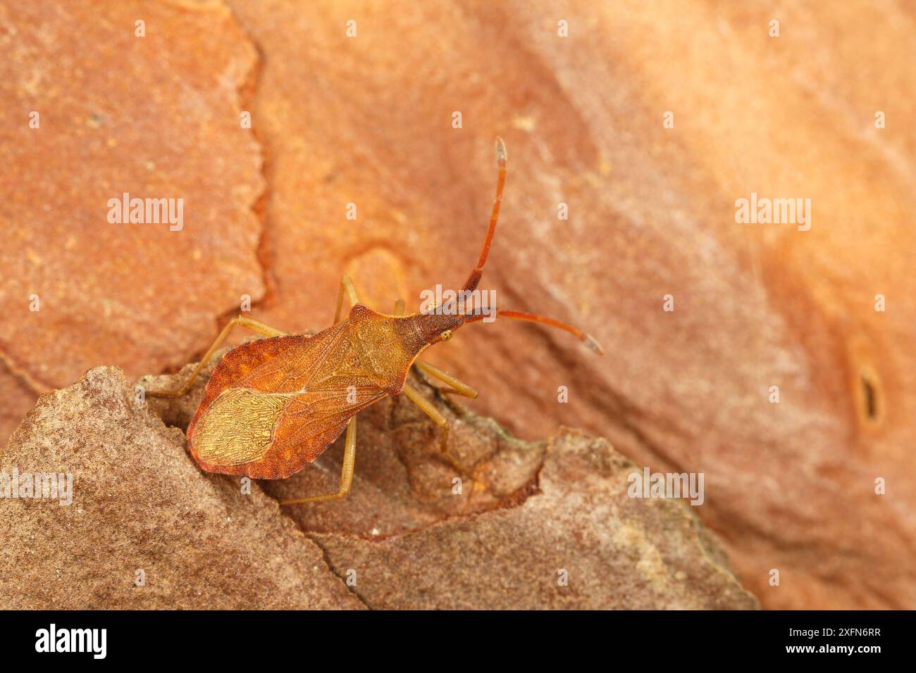 Shieldbug (Coreus marginatus), Algarve, Portugal. Family Coreidae Stock ...