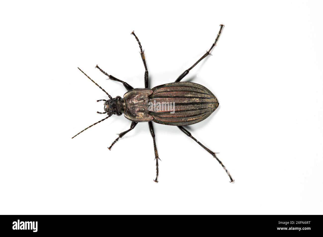 Portuguese insects Cut Out Stock Images & Pictures - Alamy