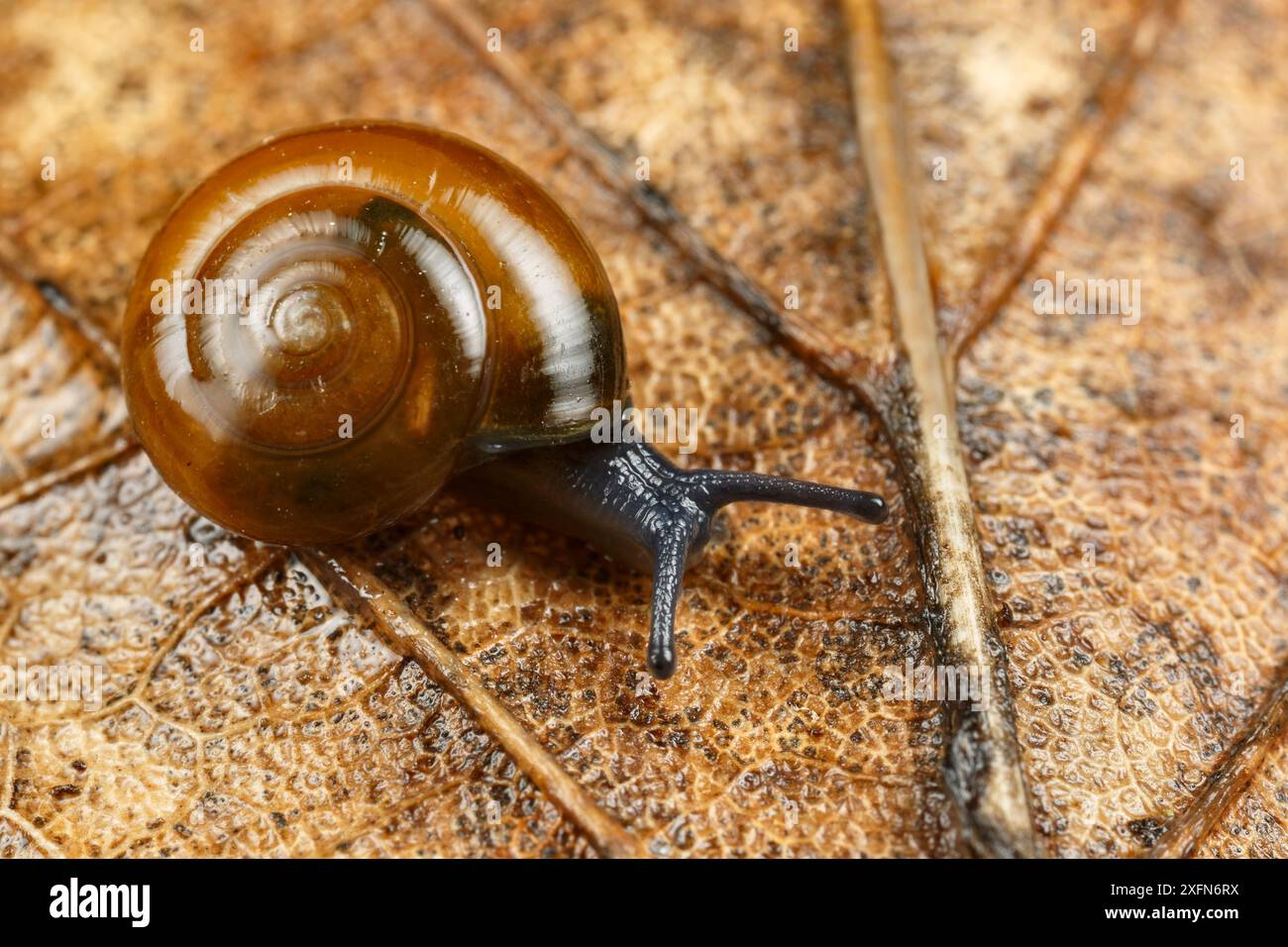 Oxychilus cellarius hi-res stock photography and images - Alamy