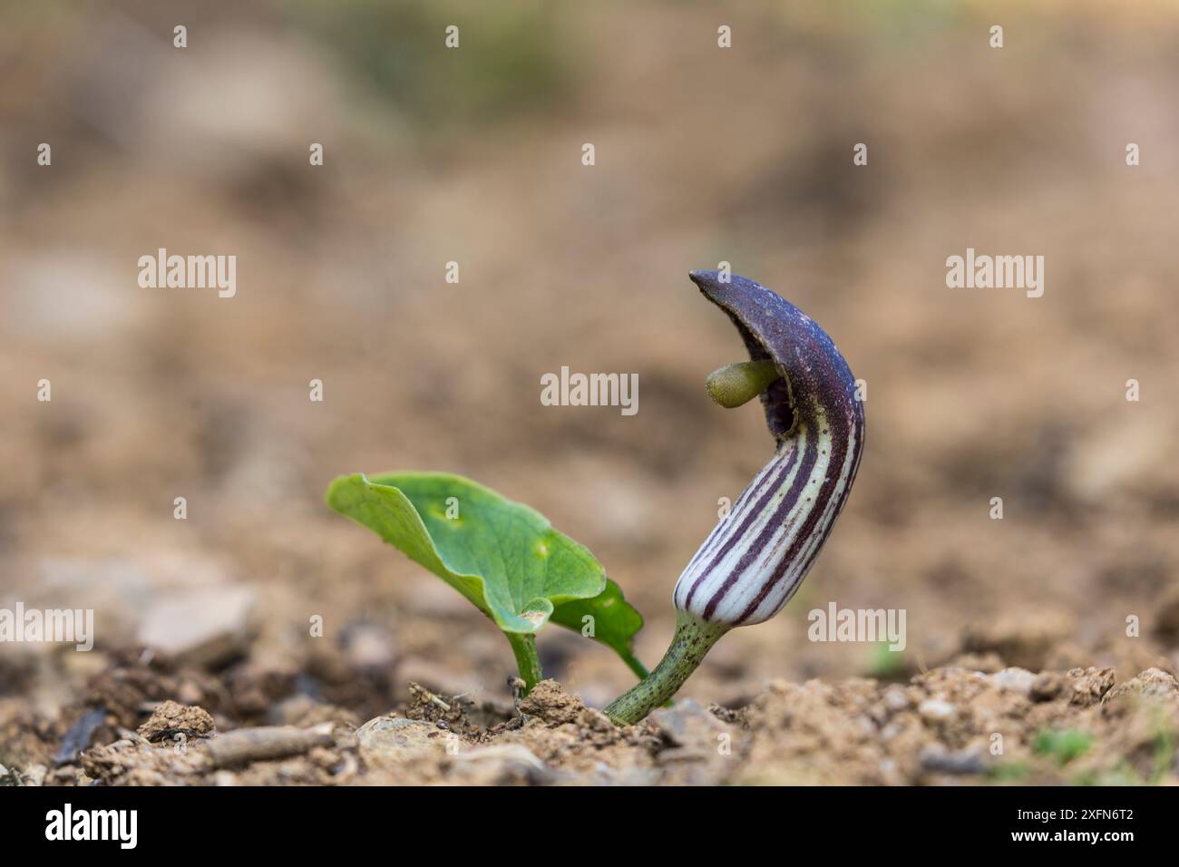 Friar's cowl (Arisarum vulgare) Algarve, Portugal Stock Photo - Alamy