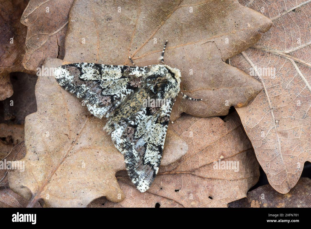 Oak Beauty moth (Biston strataria) Monmouthshire, March Stock Photo - Alamy