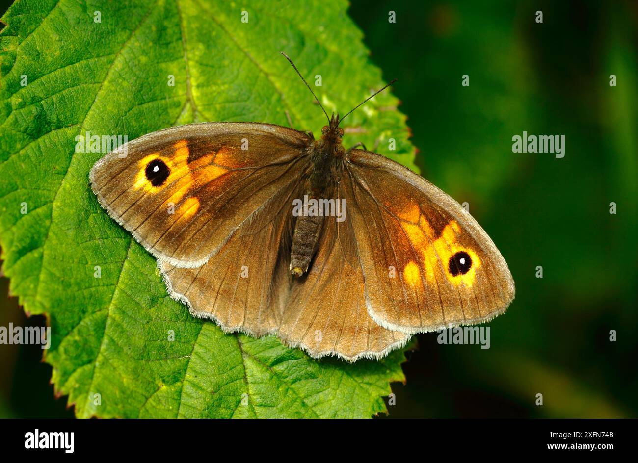 Meadow Brown Butterfly (Maniola jurtina) female basking, wings open ...