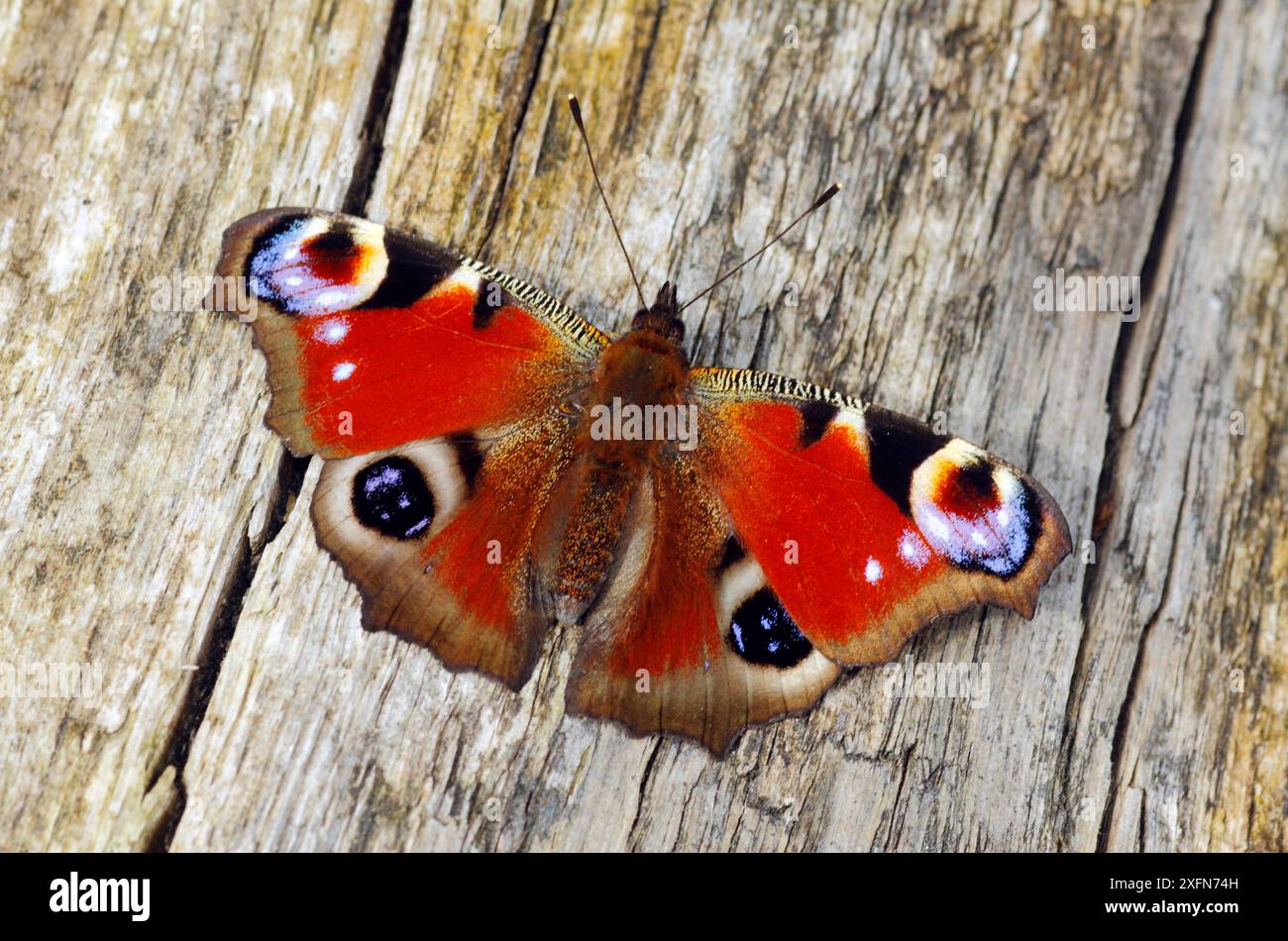 Peacock butterfly (Inachis io) basking on fallen tree, Southwest London ...