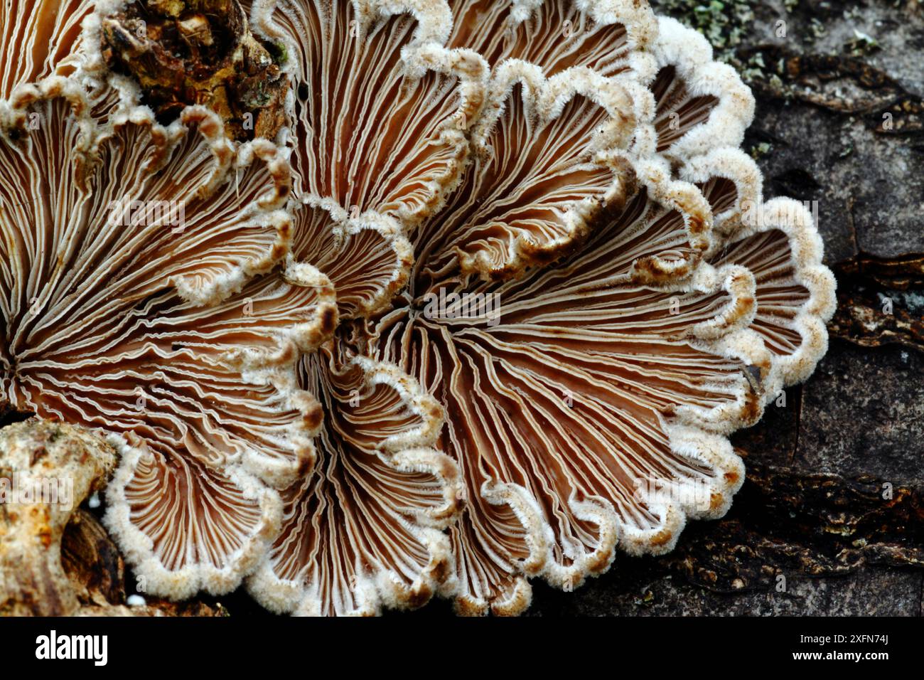 Split-gill fungi (Schizophyllum commune) Richmond Park National Nature ...