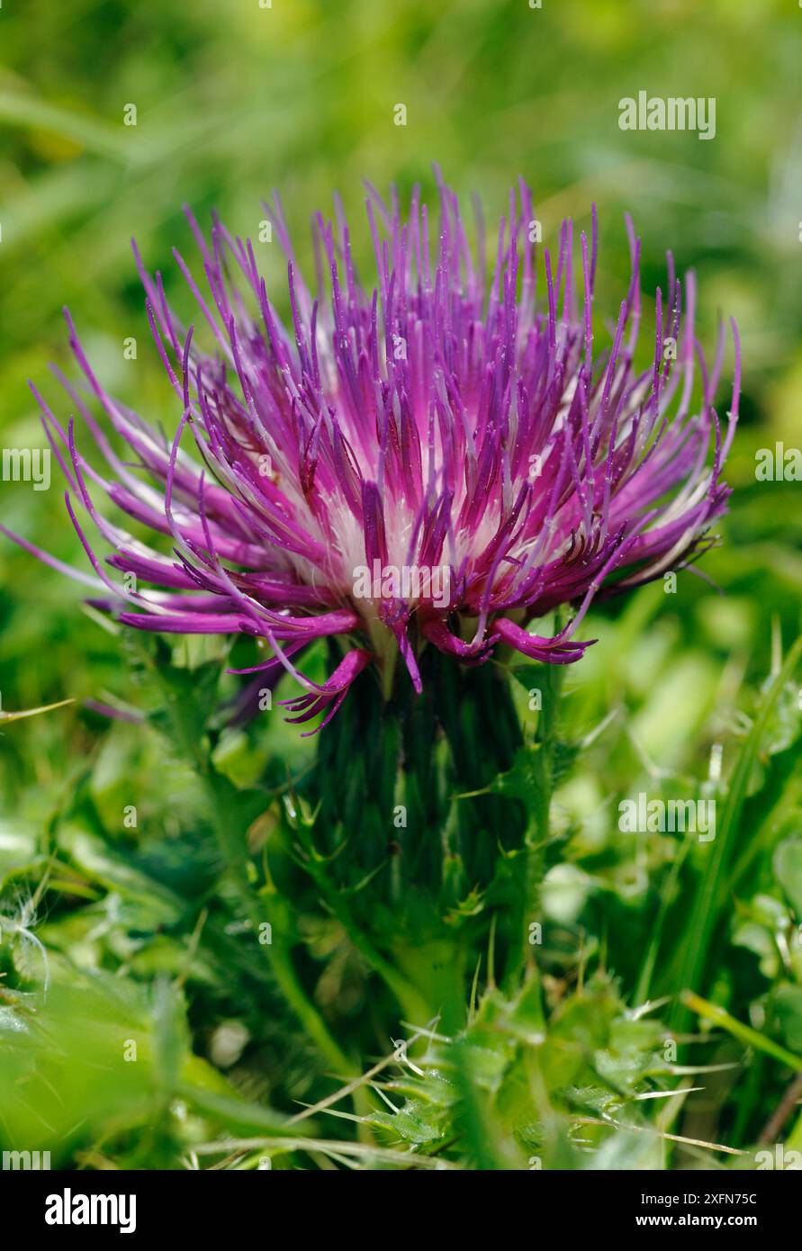 Dwarf thistle (Cirsium acaule) North Downs, Surrey, England, UK, July ...