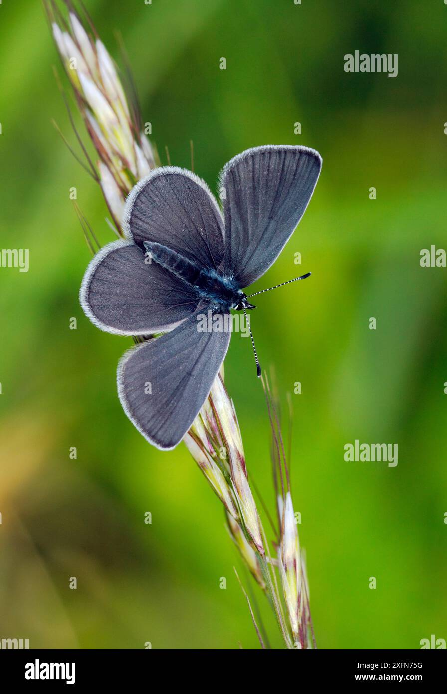 Small blue butterfly (Cupido minimus) resting on a grass stem, Surrey ...