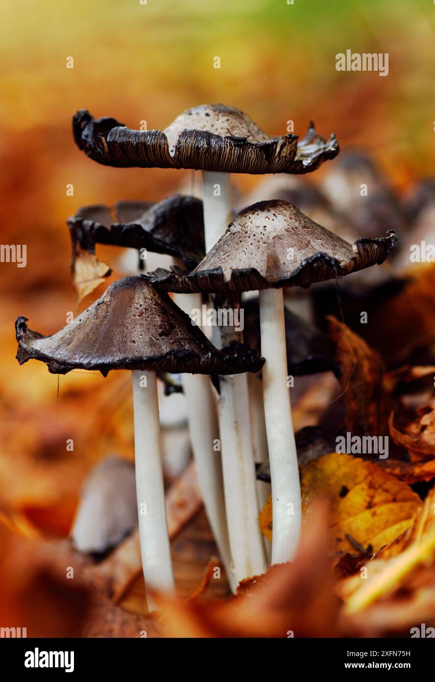 Common Ink Cap fungi (Coprinus atramentarius) deliquescing /caps ...