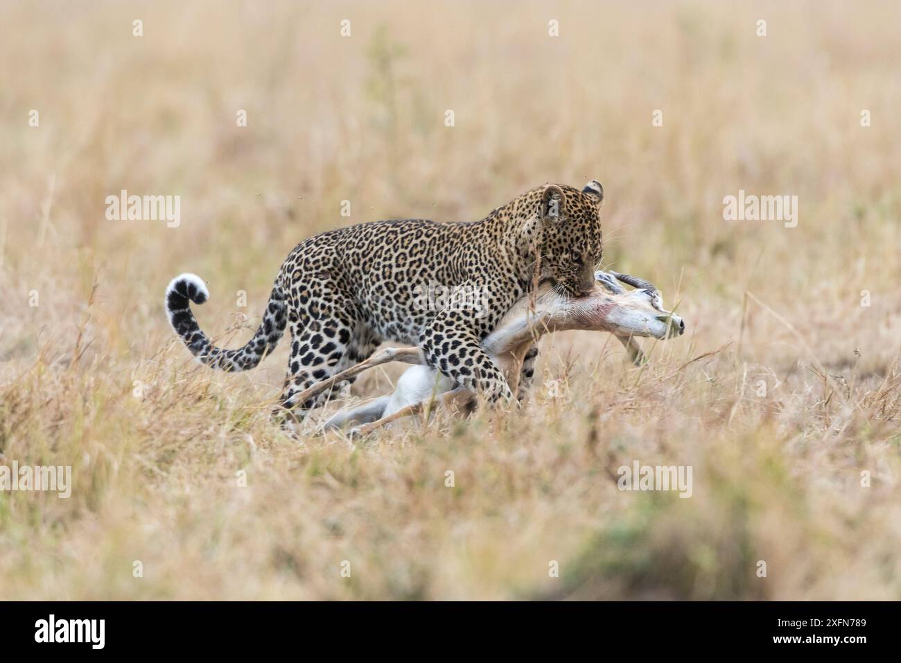 Leopard (Panthera pardus) female carrying a Thomson's gazelle, Masai ...
