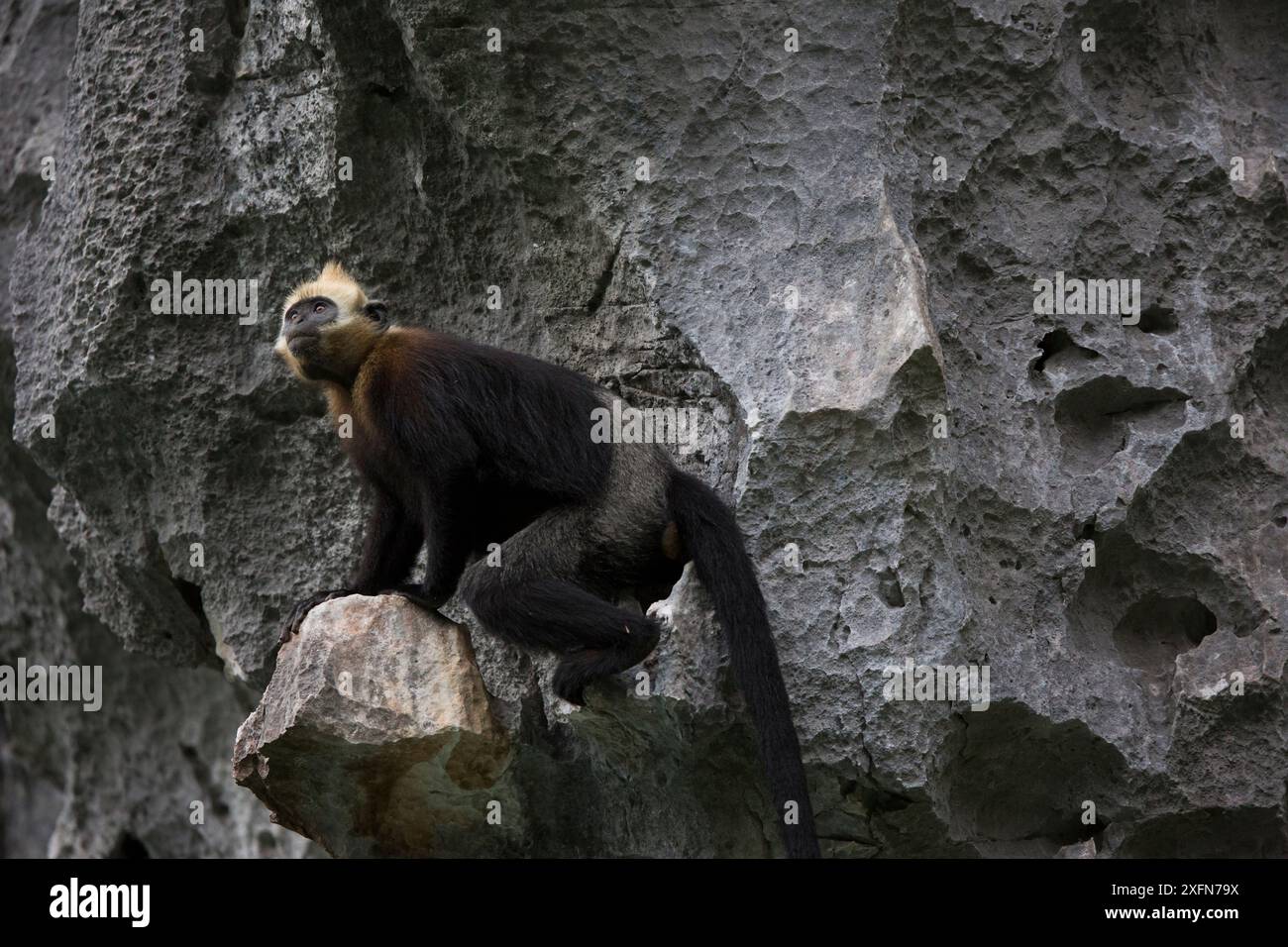 Cat Ba langur (Trachypithecus poliocephalus) Ha Long Bay UNESCO World ...