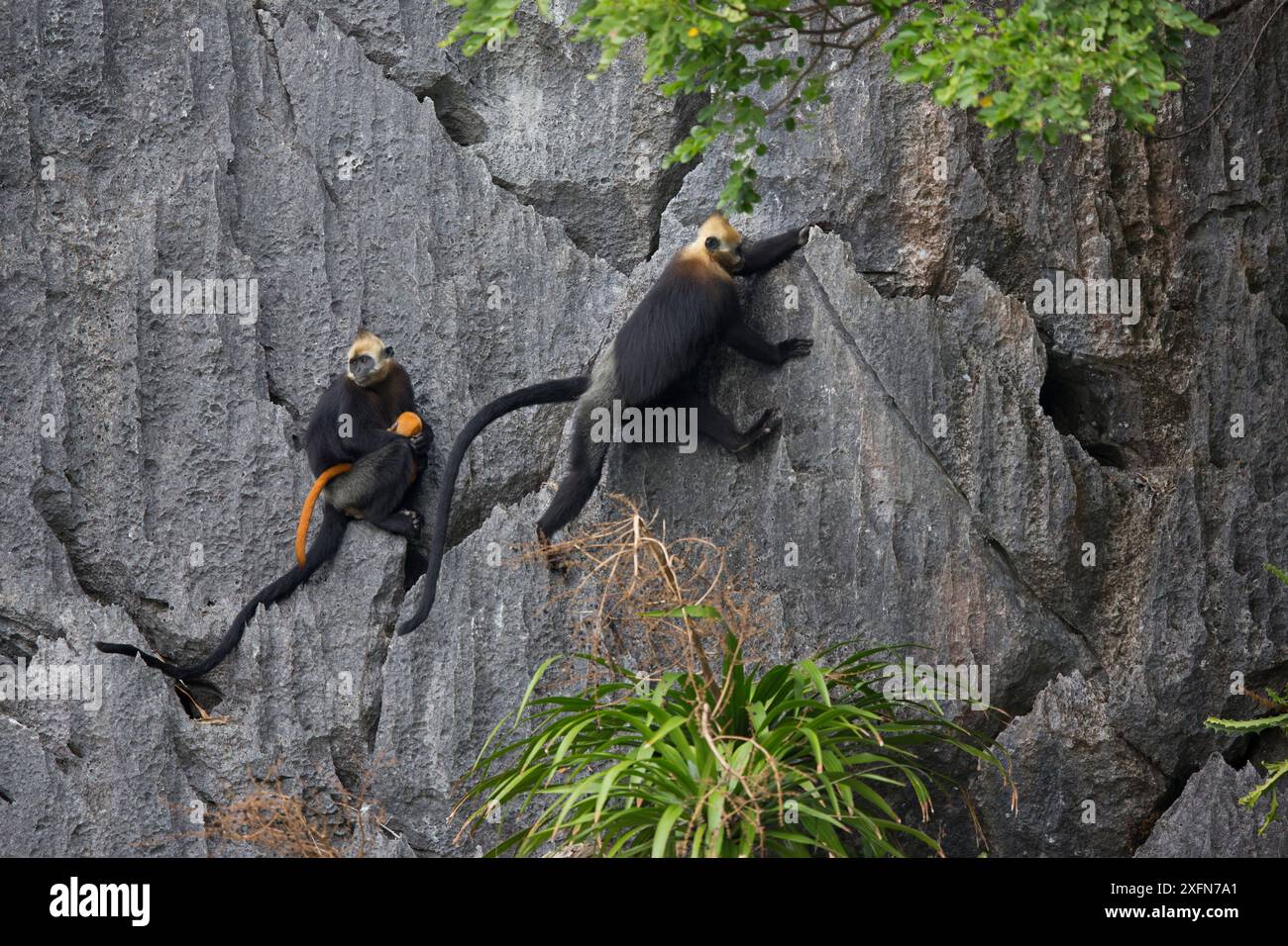 Cat Ba langur (Trachypithecus poliocephalus) female with infant ...