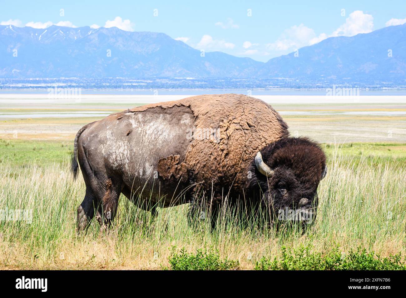 North American bull Bison in grass on Antelope Isalnd on hot spring day ...