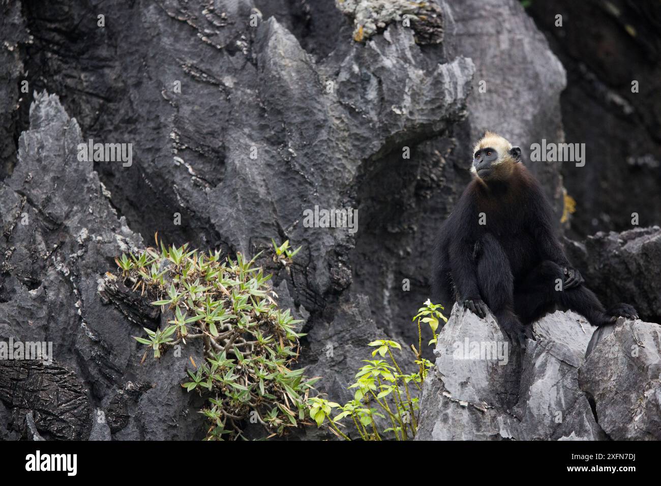 Cat Ba langur (Trachypithecus poliocephalus) Ha Long Bay UNESCO World ...
