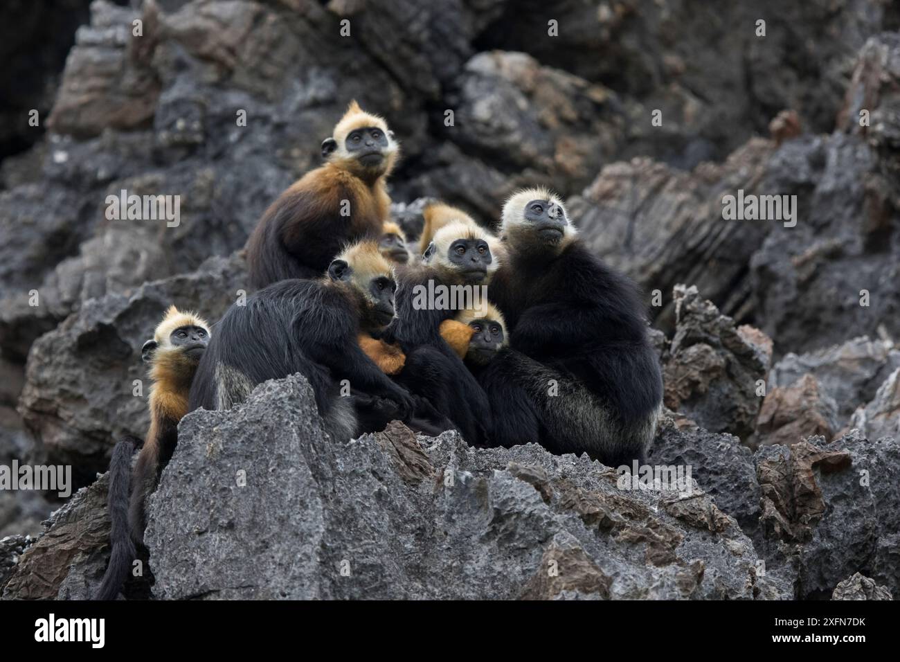 Cat Ba langur (Trachypithecus poliocephalus) females and juveniles Ha ...
