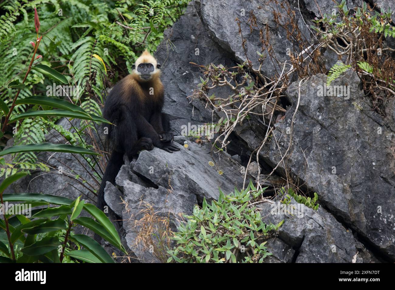 Cat Ba langur (Trachypithecus poliocephalus) Ha Long Bay UNESCO World ...