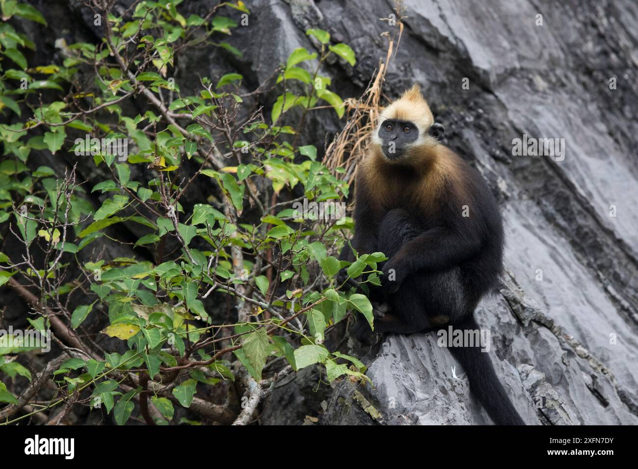 Cat Ba langur (Trachypithecus poliocephalus) Ha Long Bay UNESCO World ...