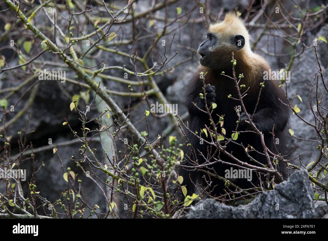 Cat Ba langur (Trachypithecus poliocephalus) endemic to Cat Ba island ...