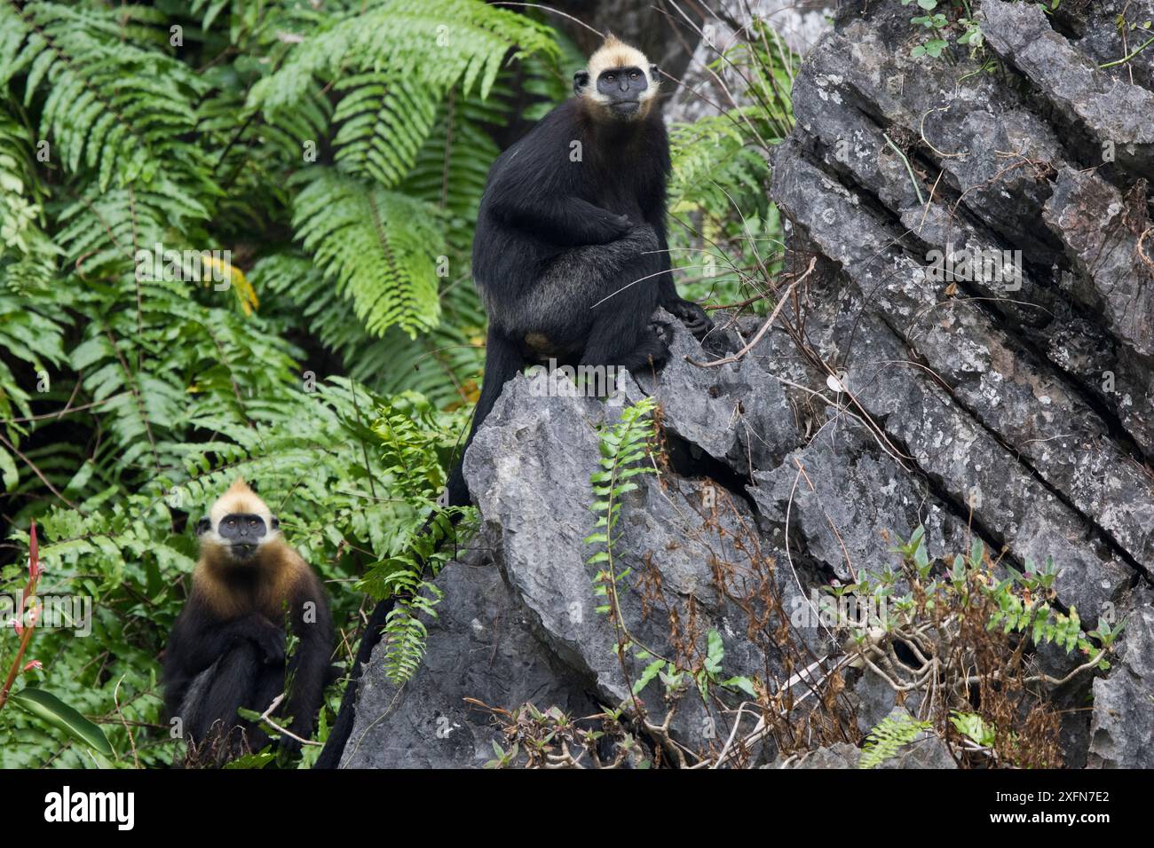 Cat Ba langur (Trachypithecus poliocephalus) Ha Long Bay UNESCO World ...