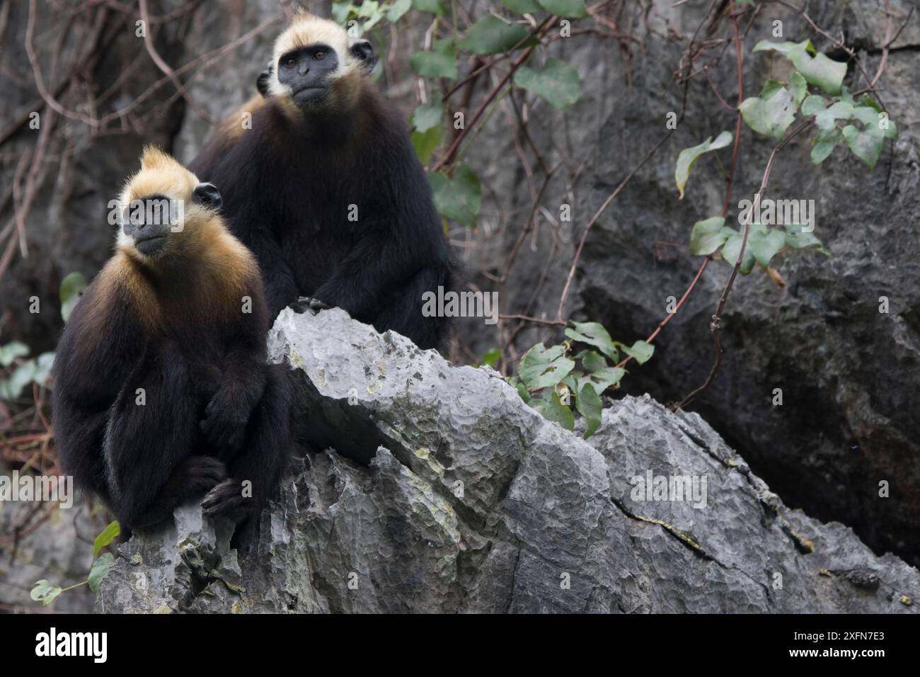 Cat Ba langur (Trachypithecus poliocephalus) Ha Long Bay UNESCO World ...