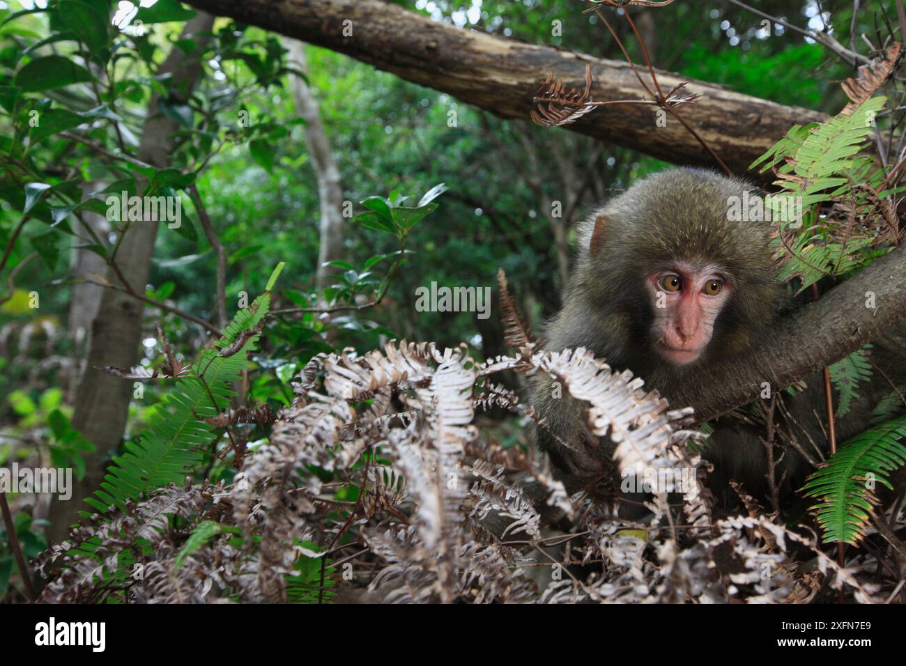 Yakushima macaque (Macaca fuscata yakui) juvenile, Yakushima Island ...