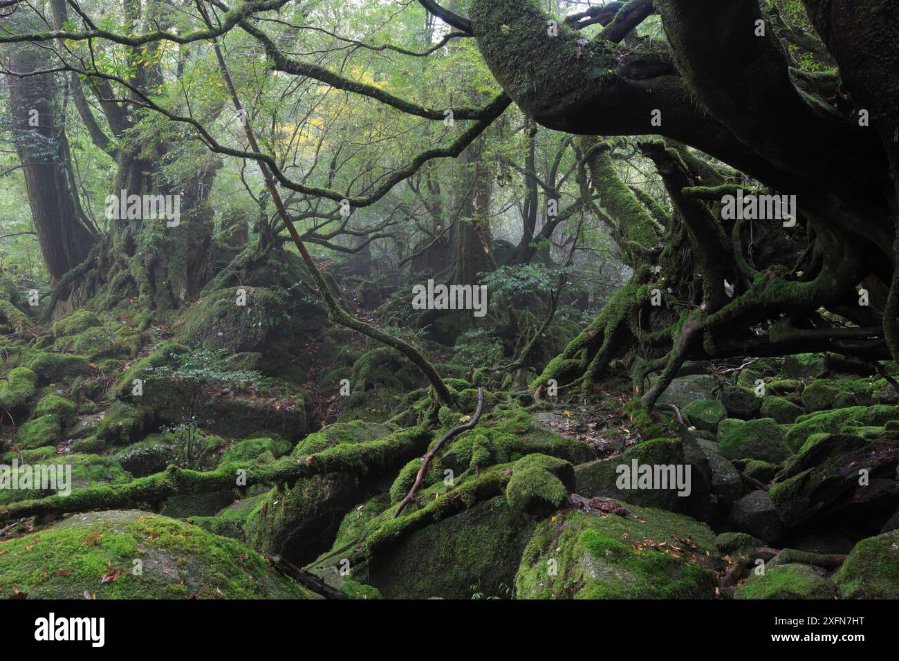 Sub-tropical rainforest in Shiratani Unsuikyo Ravine, Yakushima Island ...
