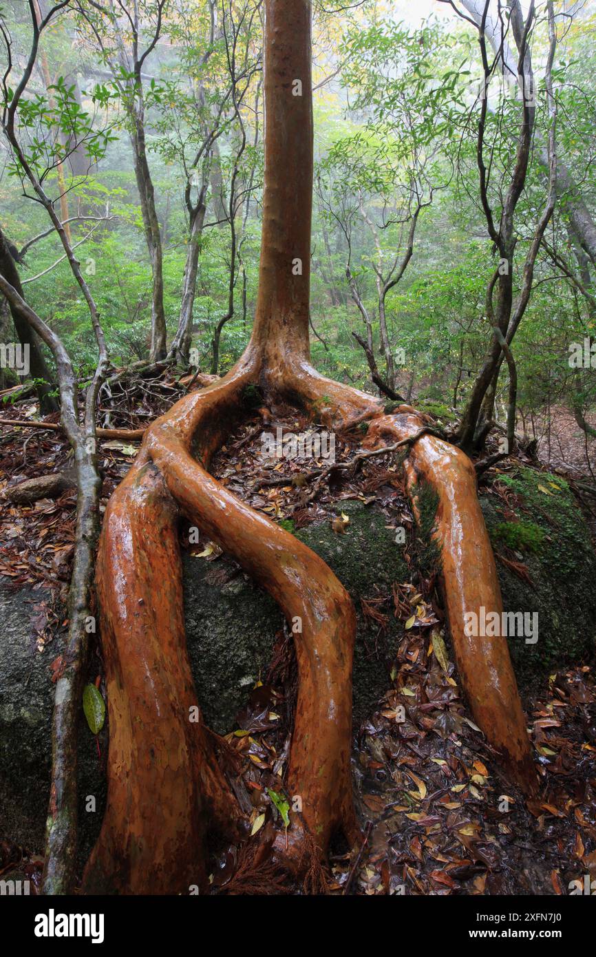Tree roots (Stewartia) Sub-tropical rainforest tree in Shiratani ...