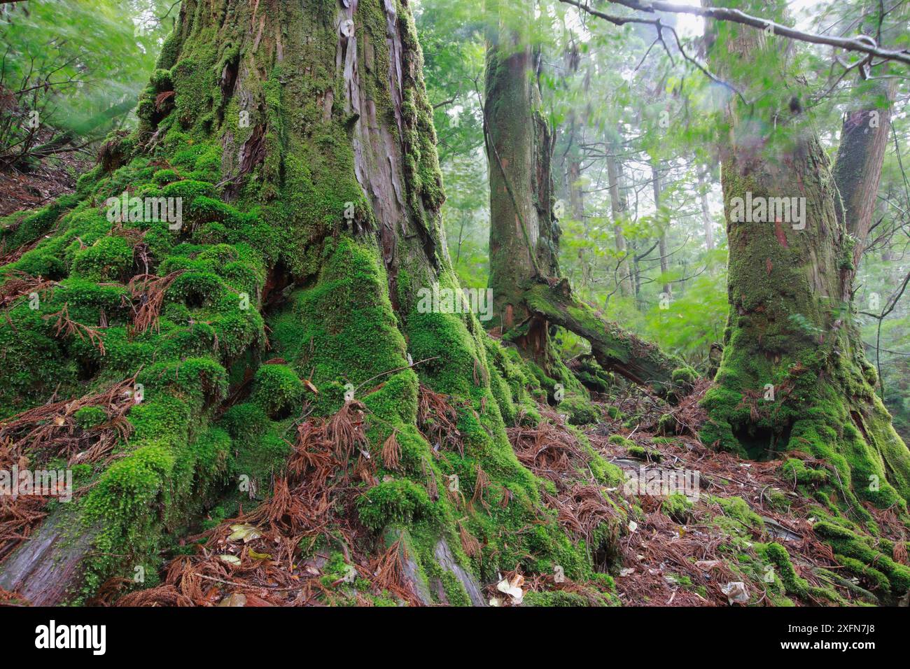 Sub-tropical rainforest in Shiratani Unsuikyo Ravine, Yakushima Island ...
