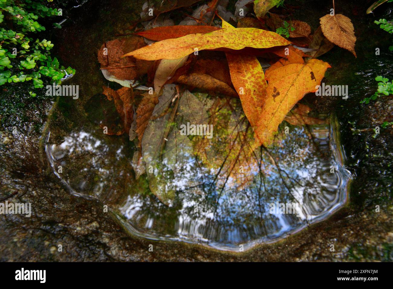 Trees reflected in small puddle,Yakushima Island UNESCO World Heritage ...