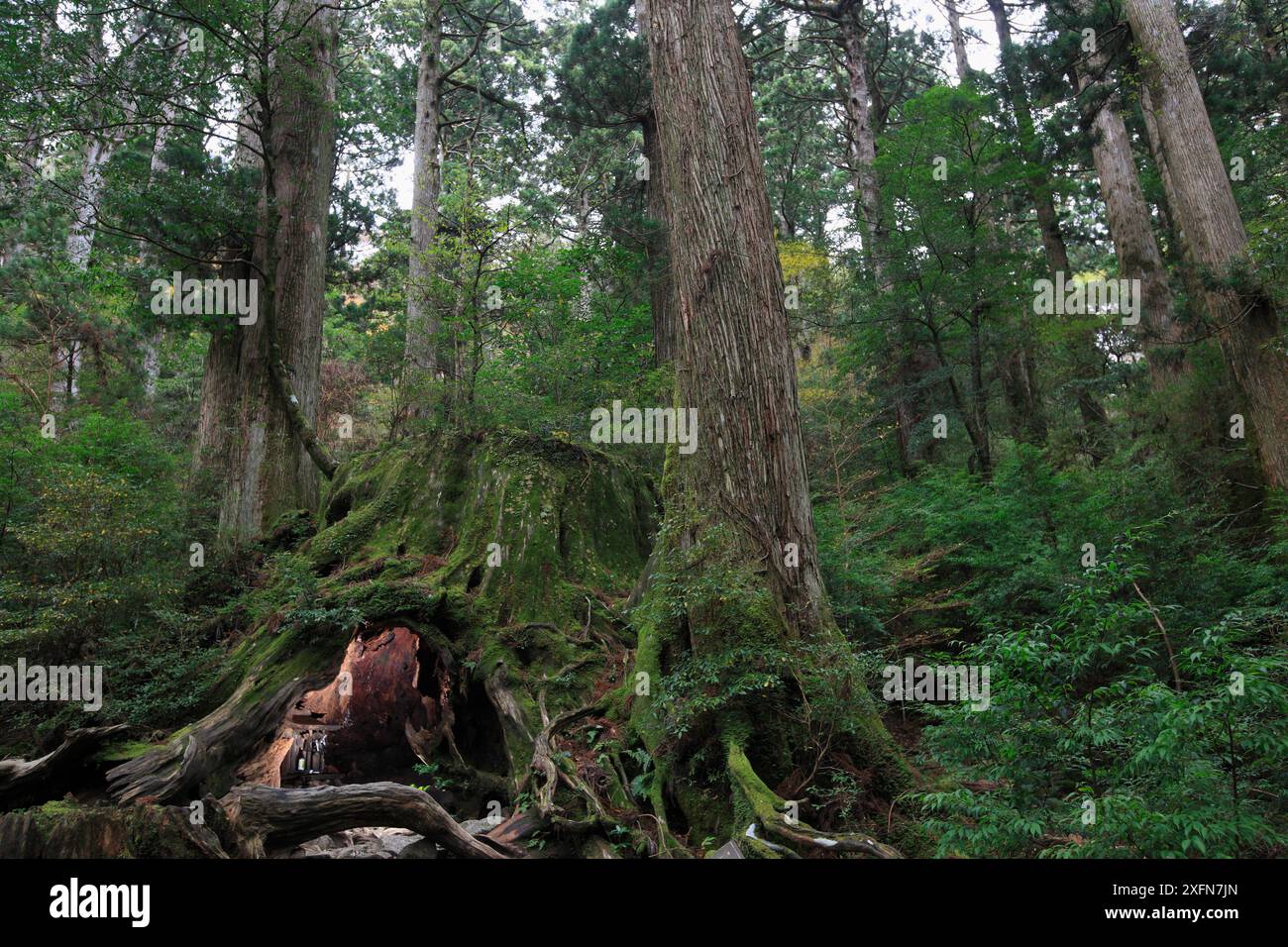 The Wilson stump, a Japanese sugi pine (Cryptomeria) which was cut by ...