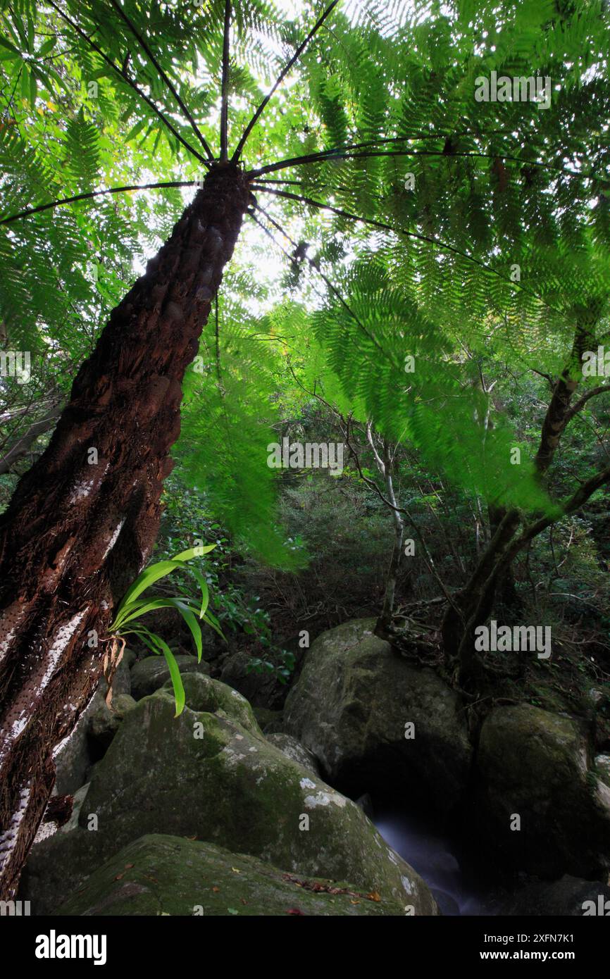 Rough tree fern (Cythea sp) Yakushima Island UNESCO World Heritage Site ...