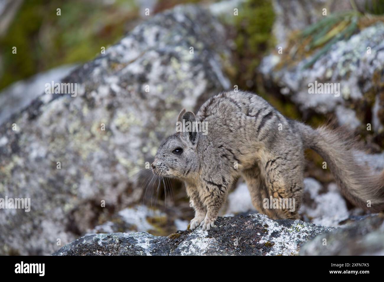 Northern viscacha (Lagidium peruanum) Huascaran National Park UNESCO ...