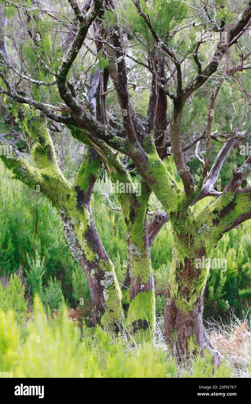 Tree heath (Erica arborea) Levada do Barreiros Laurisilva of Madeira ...