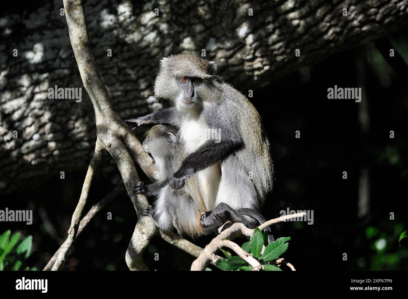 Samango / Blue monkey (Cercopithecus mitis) with baby, St Lucia Game ...