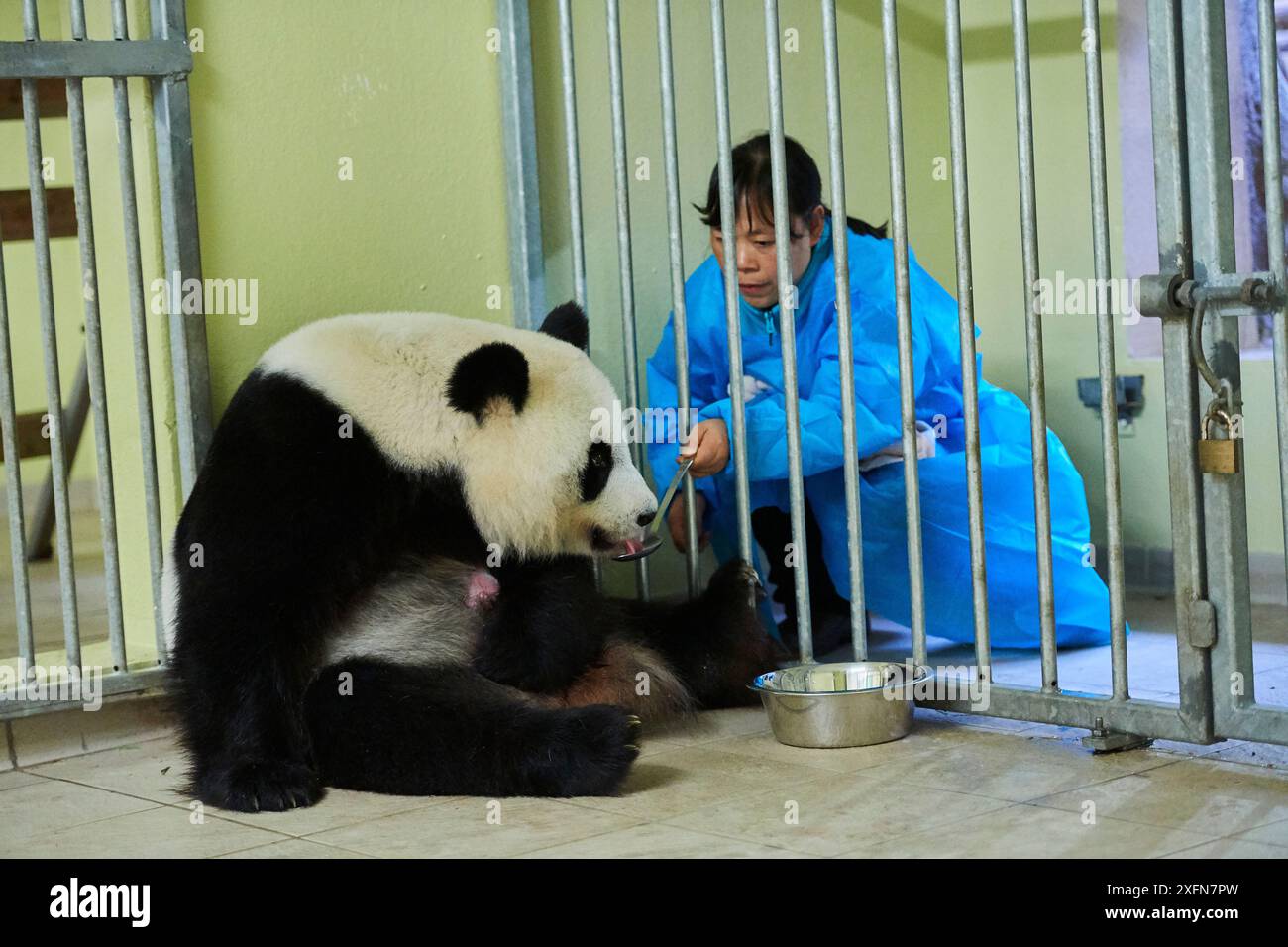 Keeper (Mrs. He Ping) feeding Giant panda (Ailuropoda melanoleuca) mother Huan Huan holding her ...