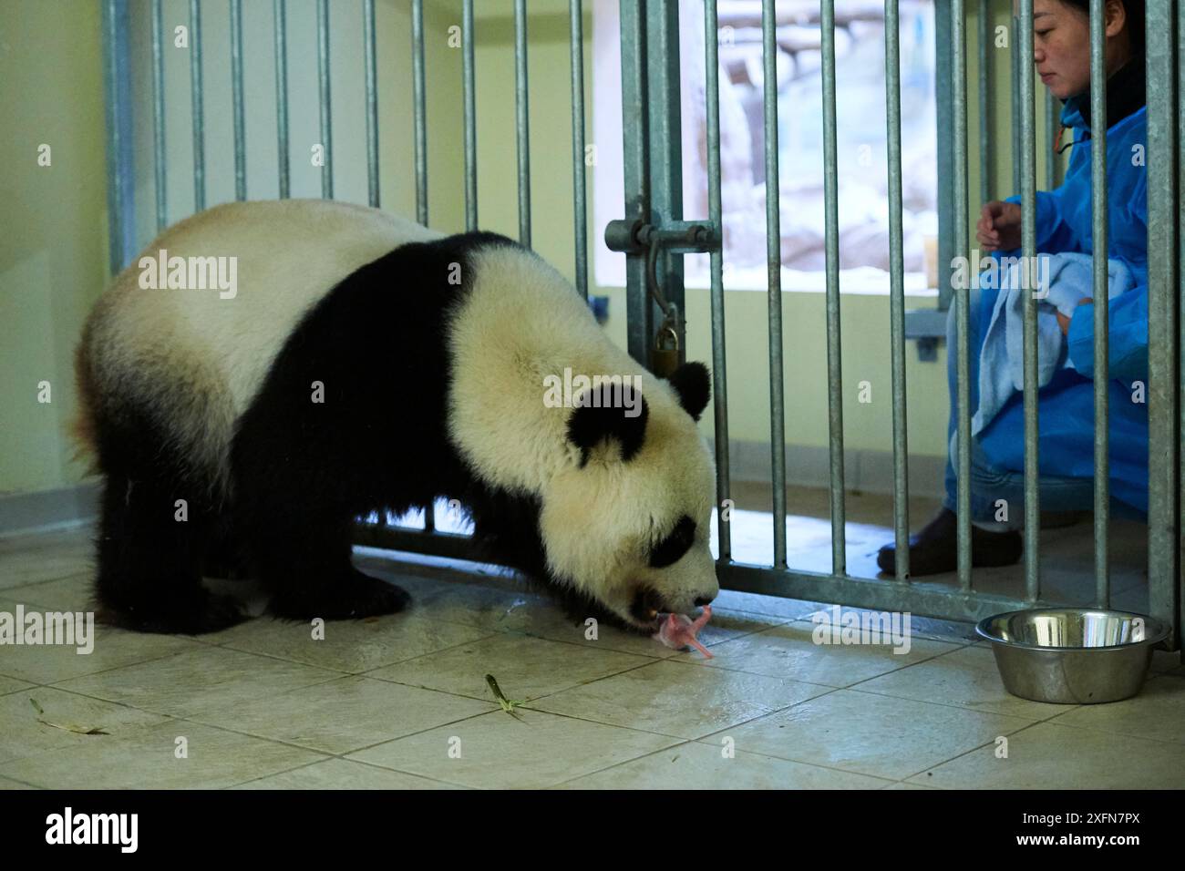 Keeper (Mrs. Duan Dong-Quing) giving back male newborn Giant panda ...