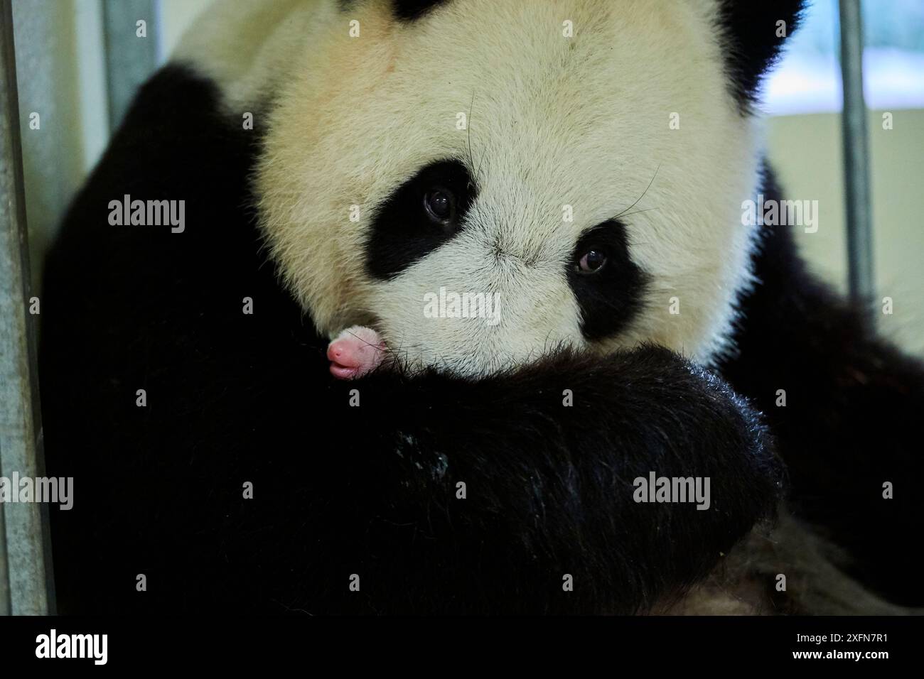 Giant panda (Ailuropoda melanoleuca) female, Huan Huan, holding her ...