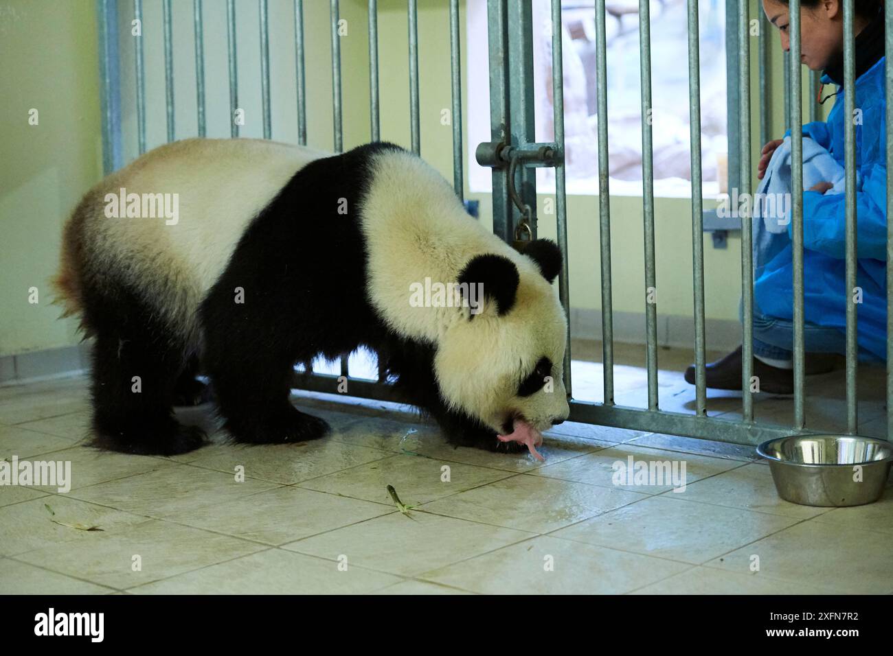 Keeper (Mrs. Duan Dong-Quing) giving back male newborn Giant panda ...