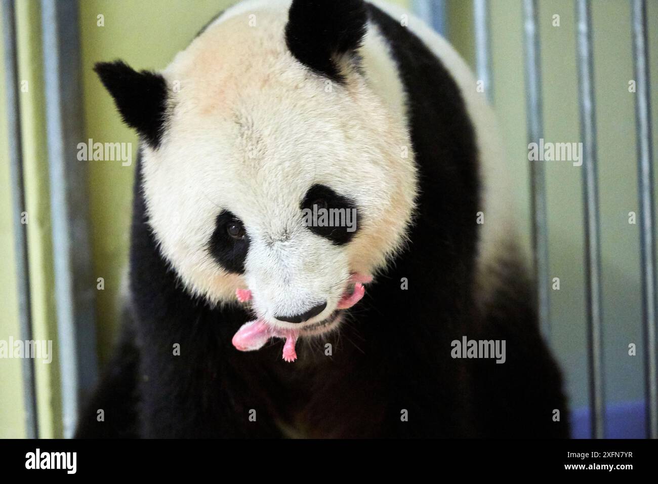Giant panda (Ailuropoda melanoleuca) female, Huan Huan, holding her ...