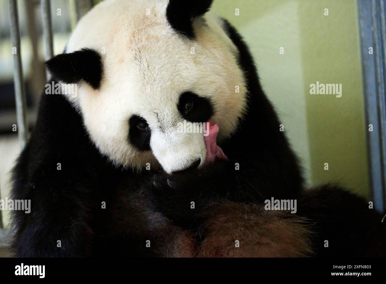 Giant panda (Ailuropoda melanoleuca) female, Huan Huan, holding her ...