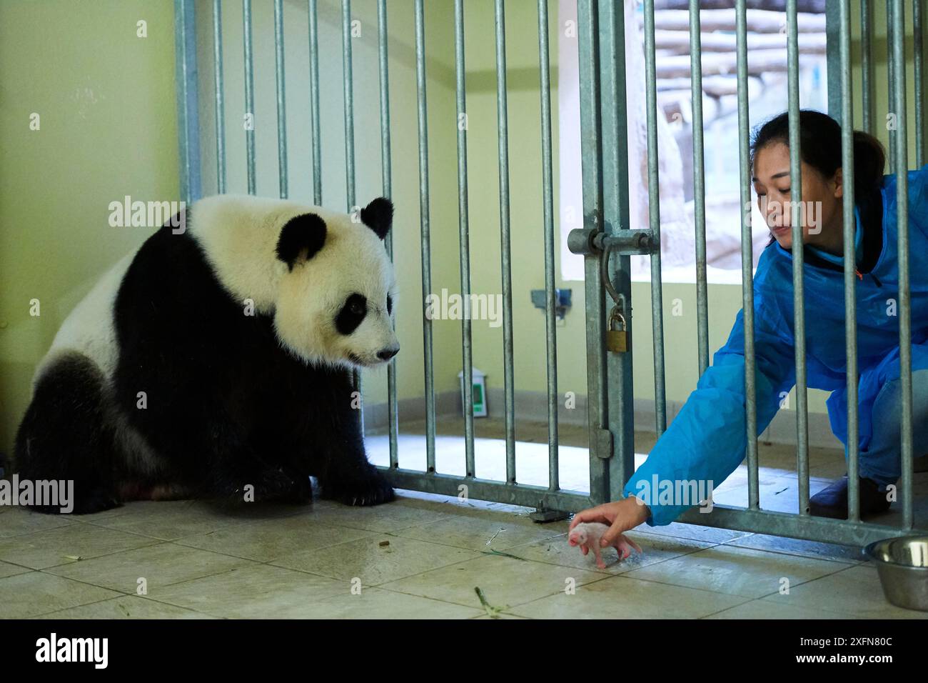 Keeper (Mrs. Duan Dong-Quing) giving back male newborn Giant panda (Ailuropoda melanoleuca) to ...