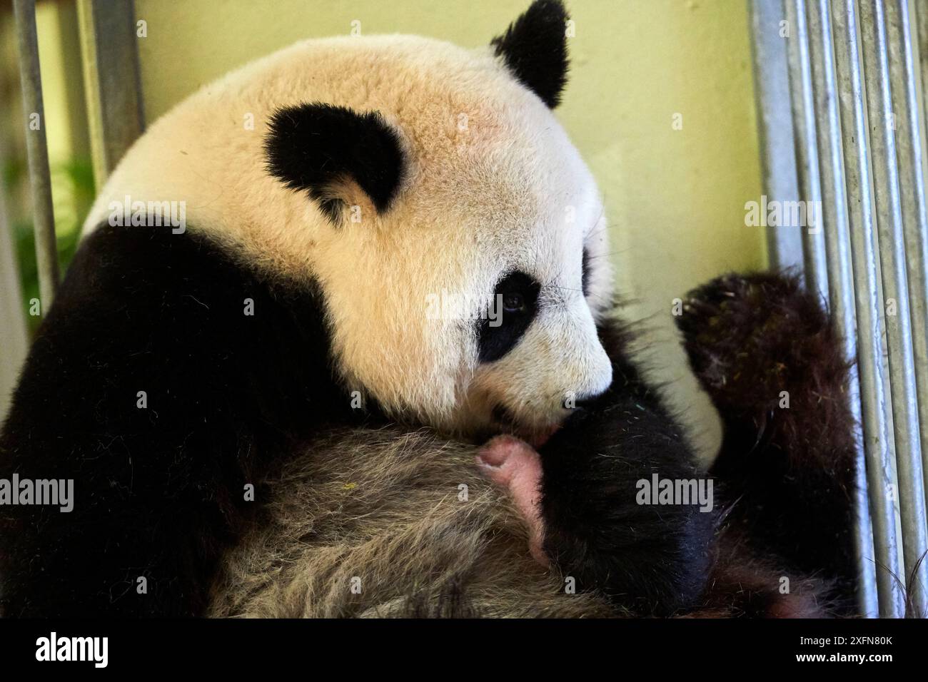 Giant panda (Ailuropoda melanoleuca) female, Huan Huan, nursing her ...