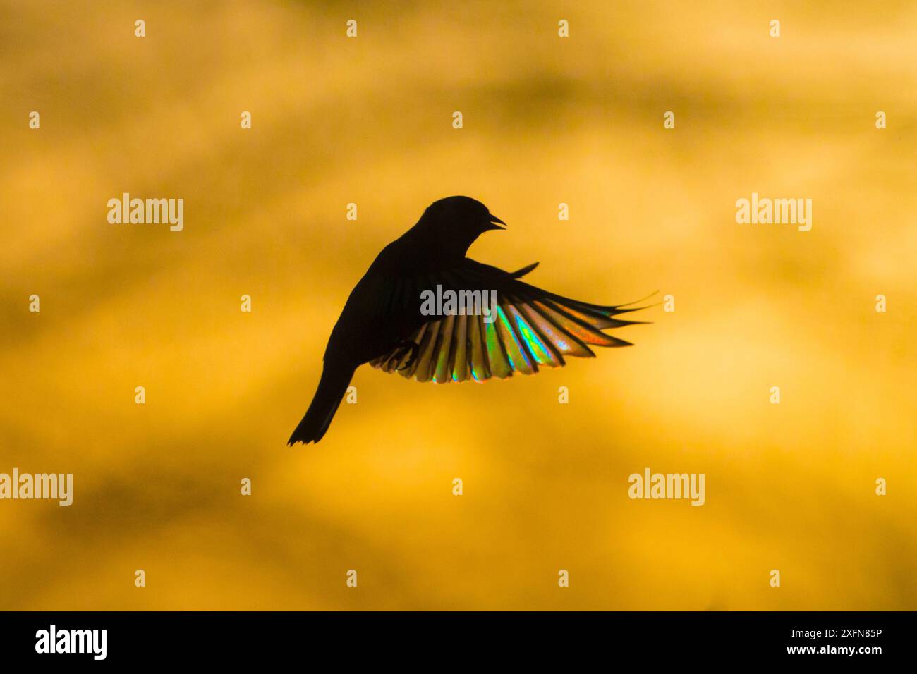 European Greenfinch (Chloris chloris) flying at dawn. When backlit the ...