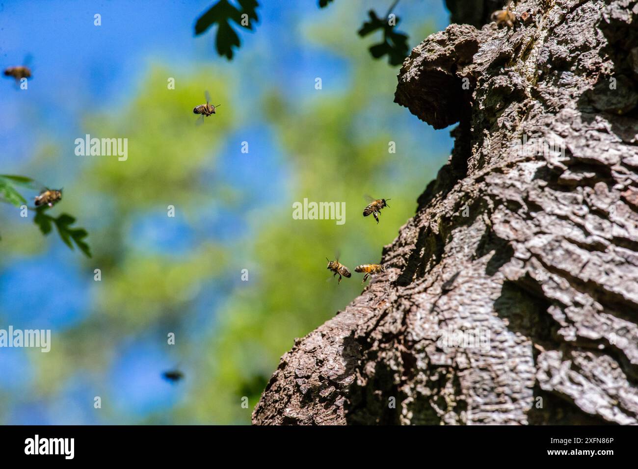 European honey bee (Apis mellifera) wild hive in English Oak (Quercus ...