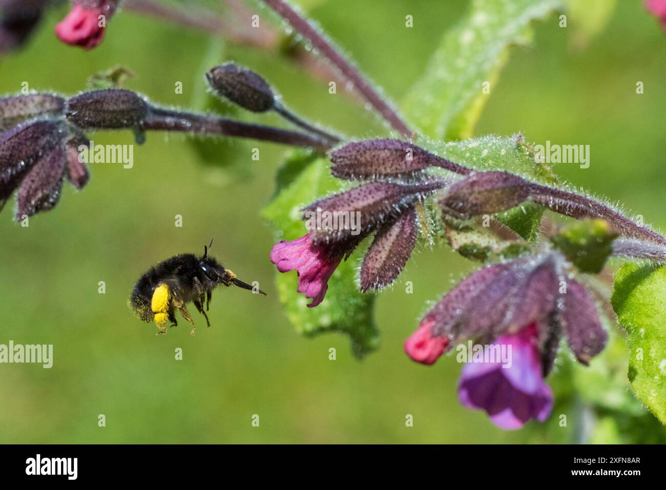 Hairy airborne seed hi-res stock photography and images - Alamy