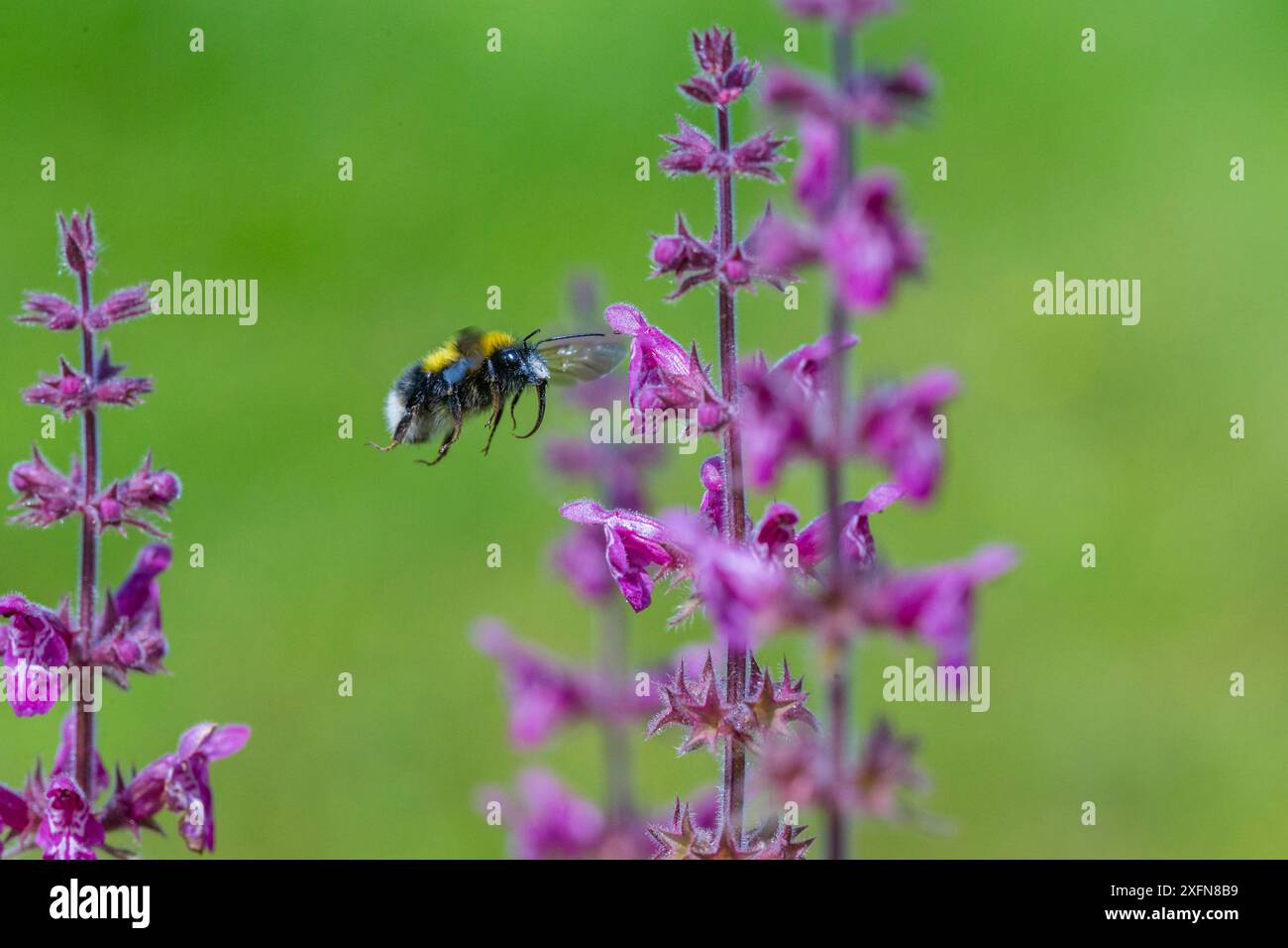 Garden bumblebee (Bombus hortorum), flying to Purple toadflax (Linaria ...