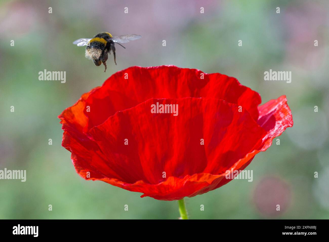 Bumble bee flying flower poppy hi-res stock photography and images - Alamy