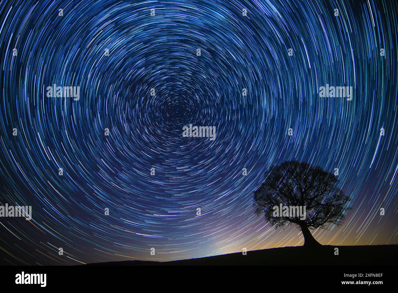 English oak tree (Quercus robur) at night with circle of star trails ...