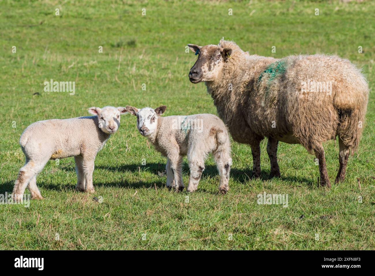 Badger-faced domestic sheep, ewe with lambs, Monmouthshire, Wales, UK ...